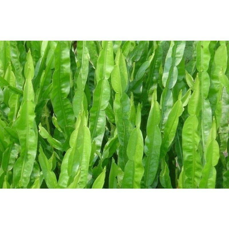 Carqueja 300mg | Diurética, melhora Digestão e o Intestino